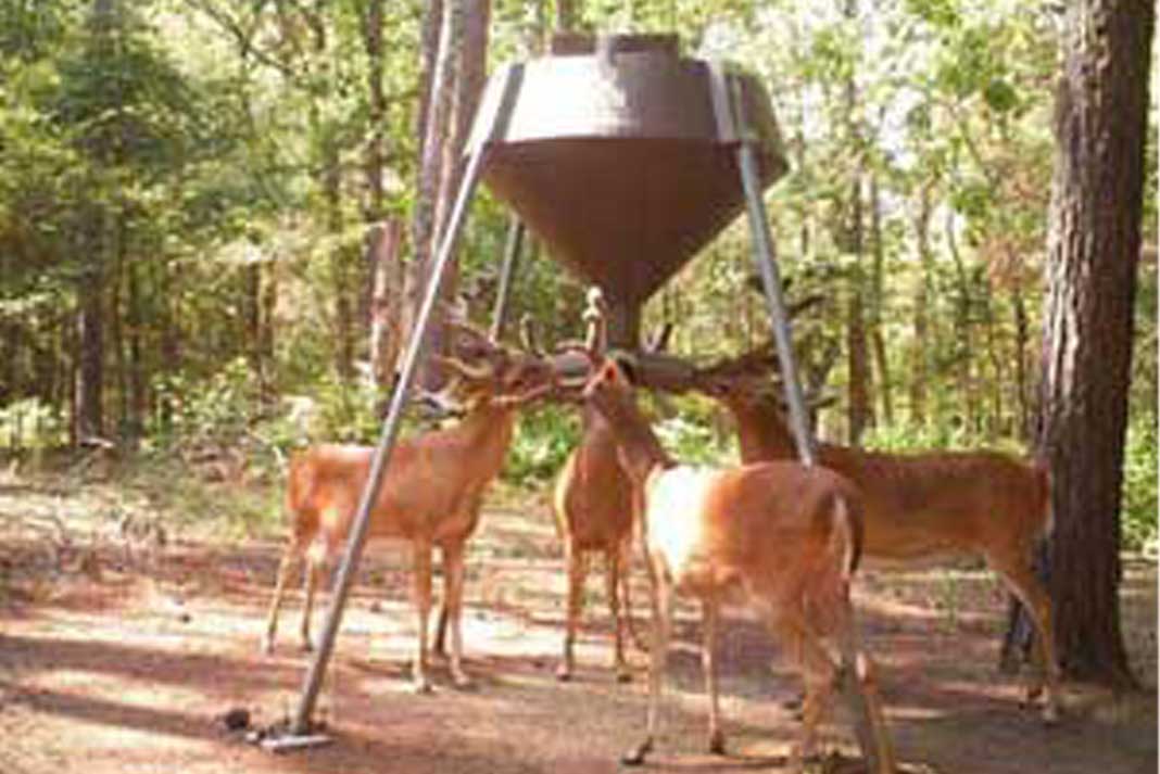 Spring Food Plots Preparations for Deer Hunting Season | Hunting Magazine