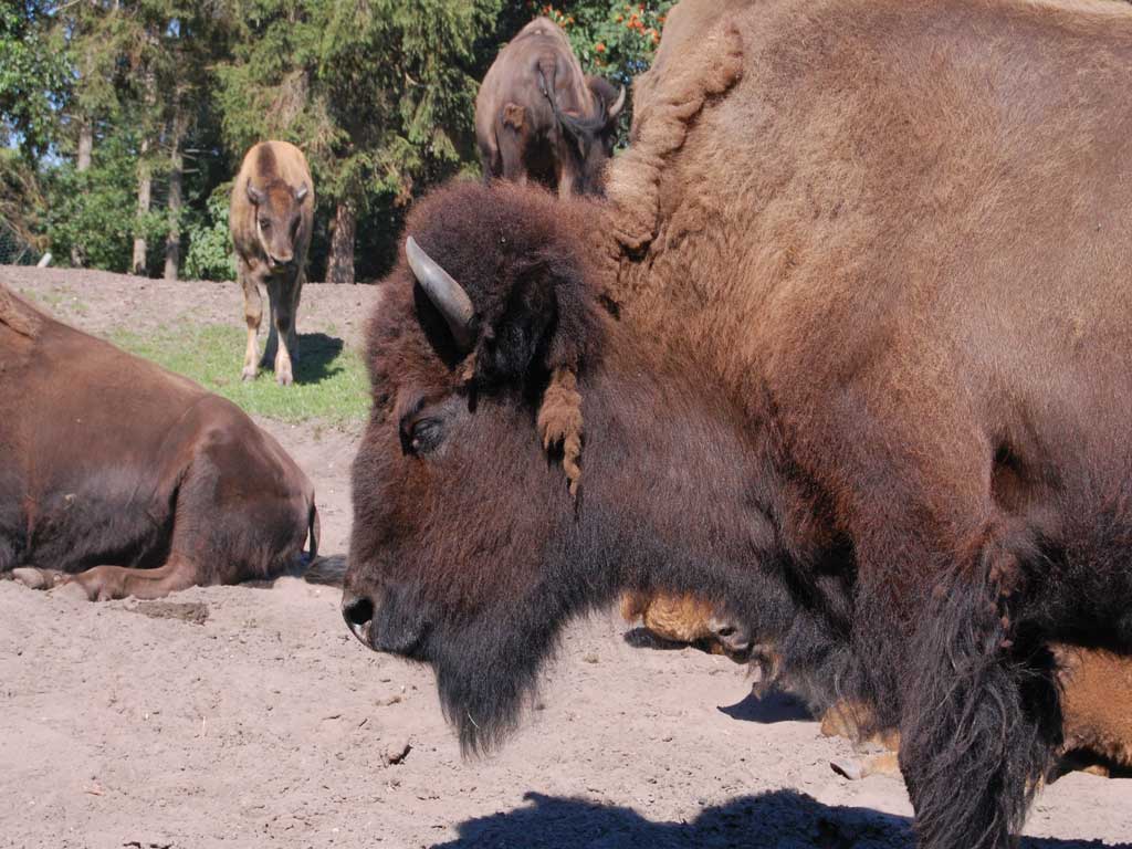 DNR proposes reintroducing bison to Minneopa State Park | Hunting Magazine