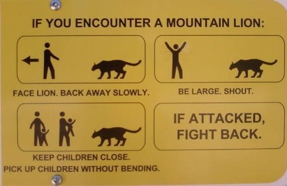 Cougars and Bears Oh MY | Hunting Magazine