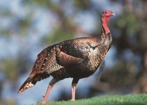System Error Temporarily Slows Sale of Wisconsin Turkey Tags | Hunting ...