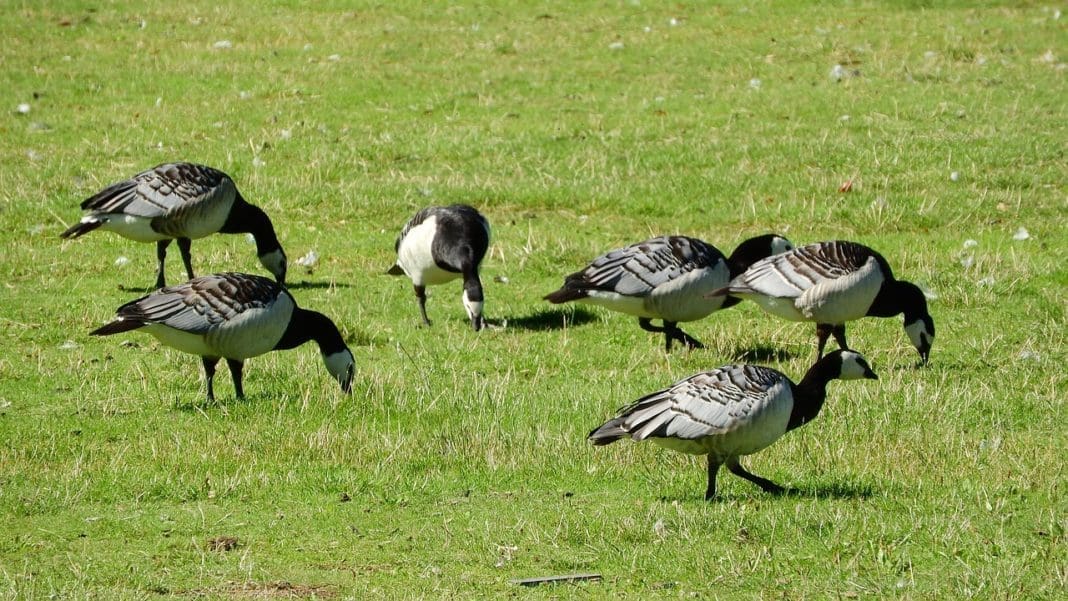 Molting Geese Can Cause Frustration for Land Owners | Hunting Magazine
