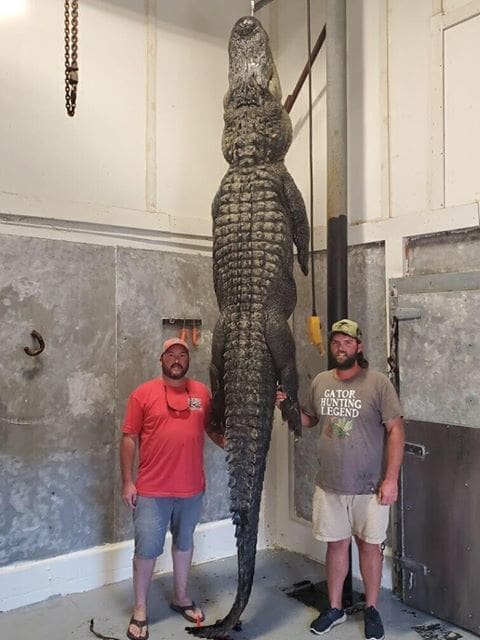 Photos of Massive South Carolina Gator Taken by Hunter in Santee Lake ...