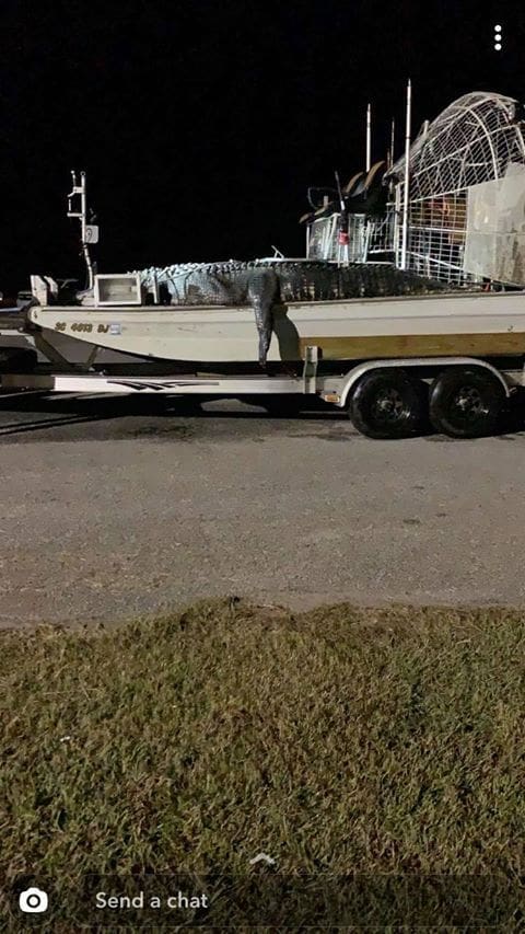 Photos of Massive South Carolina Gator Taken by Hunter in Santee Lake ...