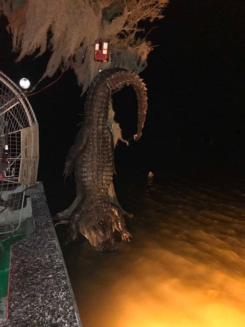 Photos of Massive South Carolina Gator Taken by Hunter in Santee Lake ...