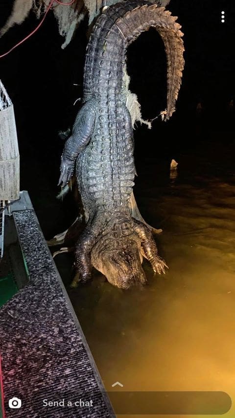 Photos of Massive South Carolina Gator Taken by Hunter in Santee Lake ...