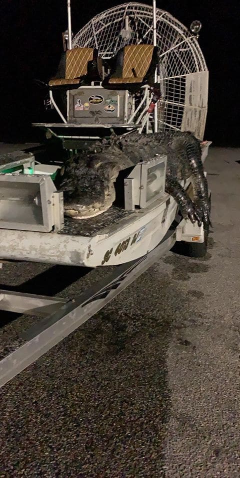 Photos of Massive South Carolina Gator Taken by Hunter in Santee Lake ...