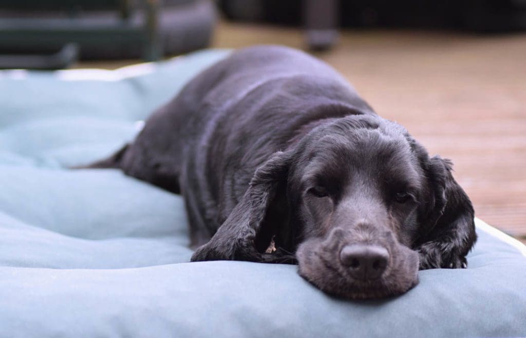 15 Adorable Cute Hunting Dog Puppy Photos | Hunting Magazine