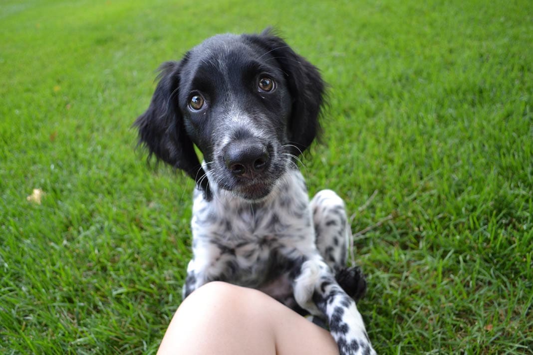 15 Adorable Cute Hunting Dog Puppy Photos | Hunting Magazine