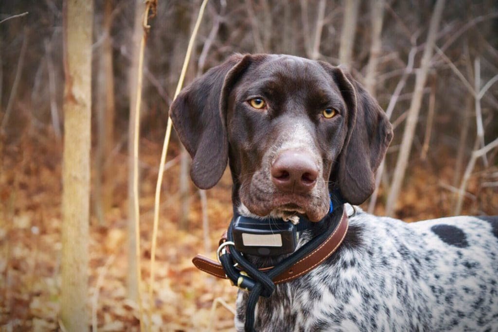 15 Adorable Cute Hunting Dog Puppy Photos | Hunting Magazine