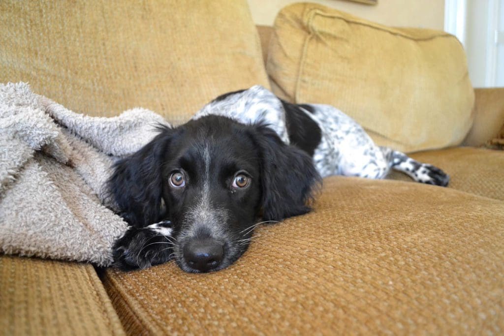 15 Adorable Cute Hunting Dog Puppy Photos | Hunting Magazine