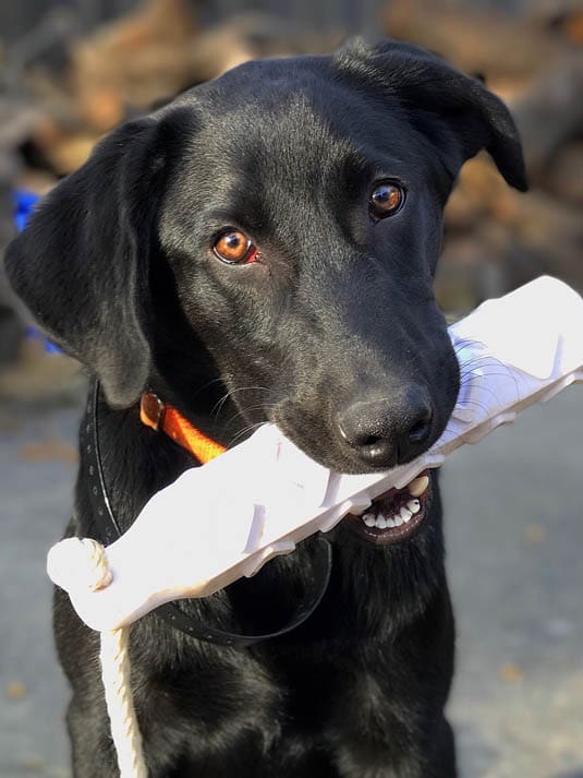 15 Adorable Cute Hunting Dog Puppy Photos | Hunting Magazine