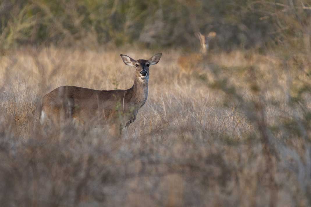 Deer Hunting Season in Wisconsin | Hunting Magazine