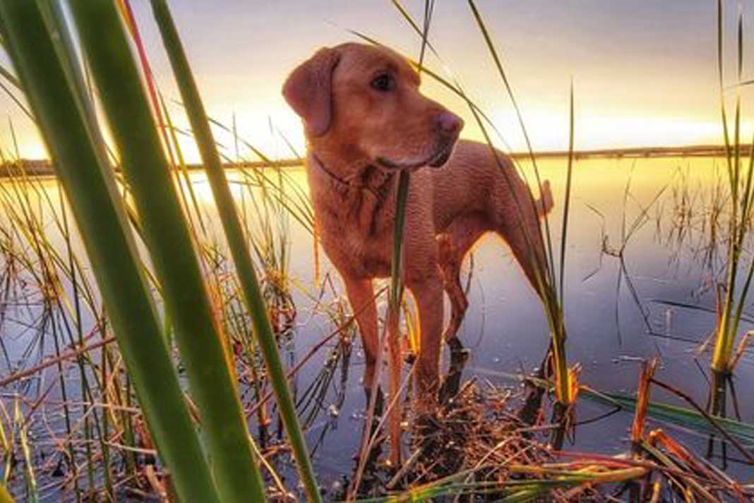 Duck Hunting Season with Danielle & Duck Dog Bandit | Hunting Magazine