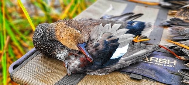 Duck Hunting Season with Danielle & Duck Dog Bandit | Hunting Magazine