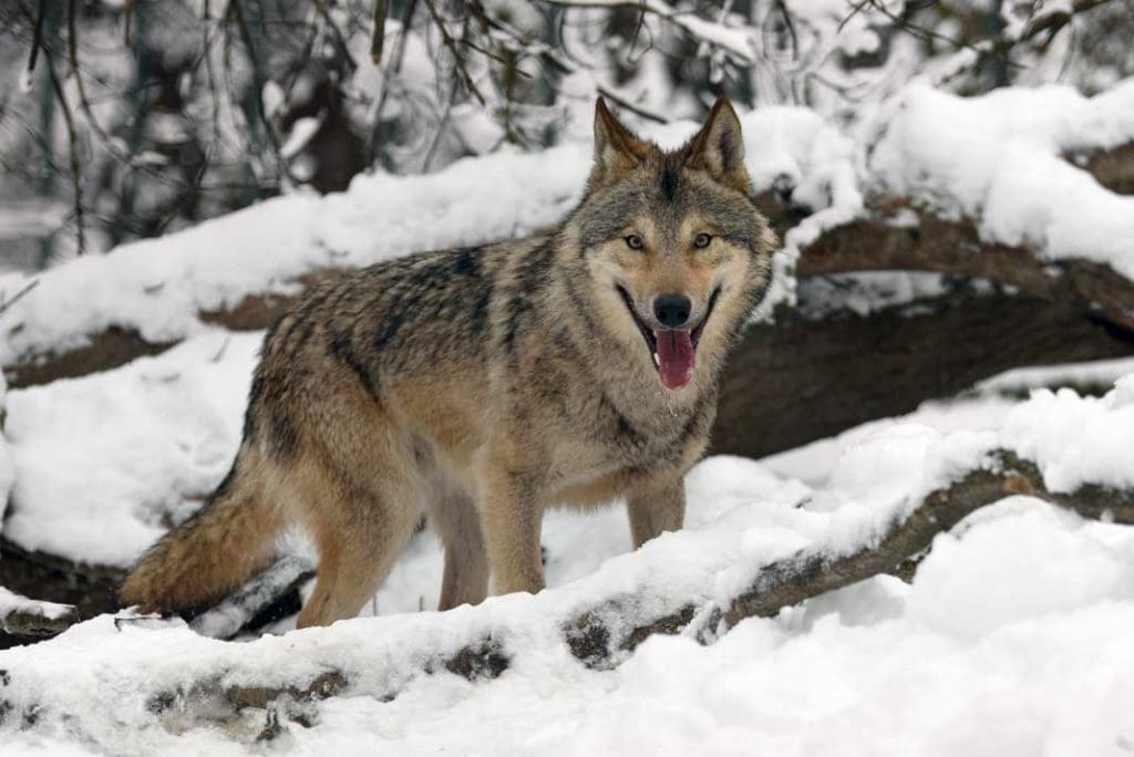 WI Wolf Hunt Fall 2021 - Update | Hunting Magazine