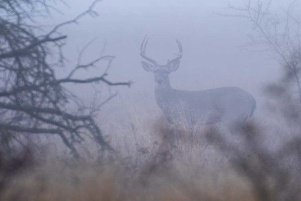 Can Deer See Color: What This Means for Hunters | Hunting Magazine