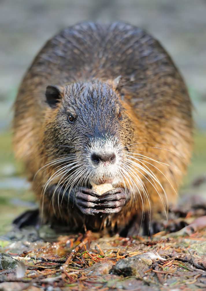 Overcoming the Challenges of Nutria Control for Marshland Preservation ...