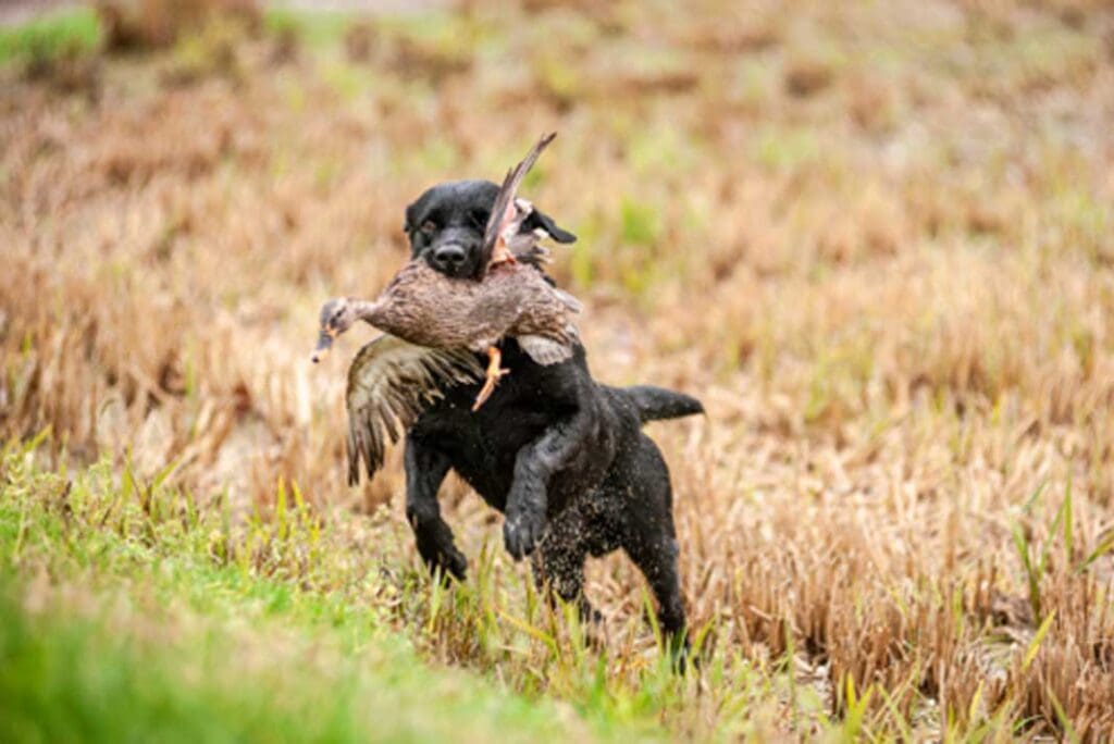 5 Dog Breeds Fit to Be Your Next Hunting Companion | Hunting Magazine