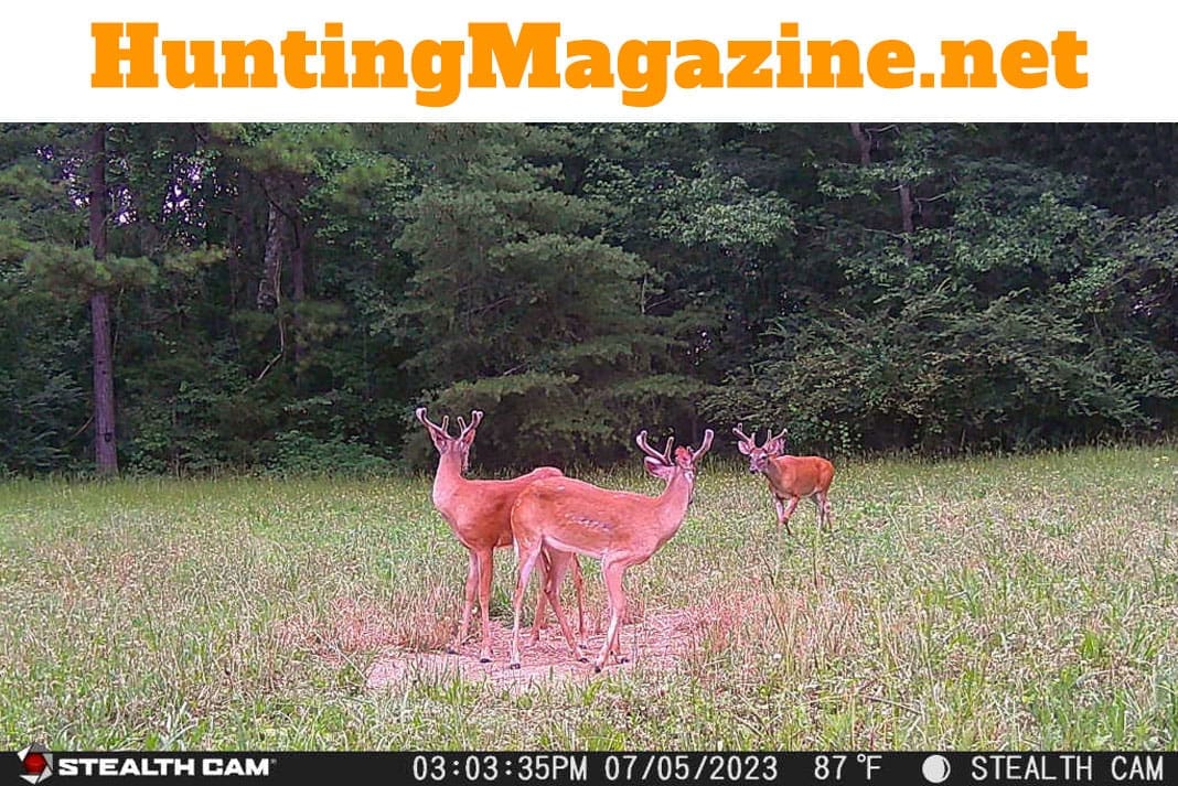 Capturing the Wild: Stealth Trail Camera Photos Reveal Early-Season ...