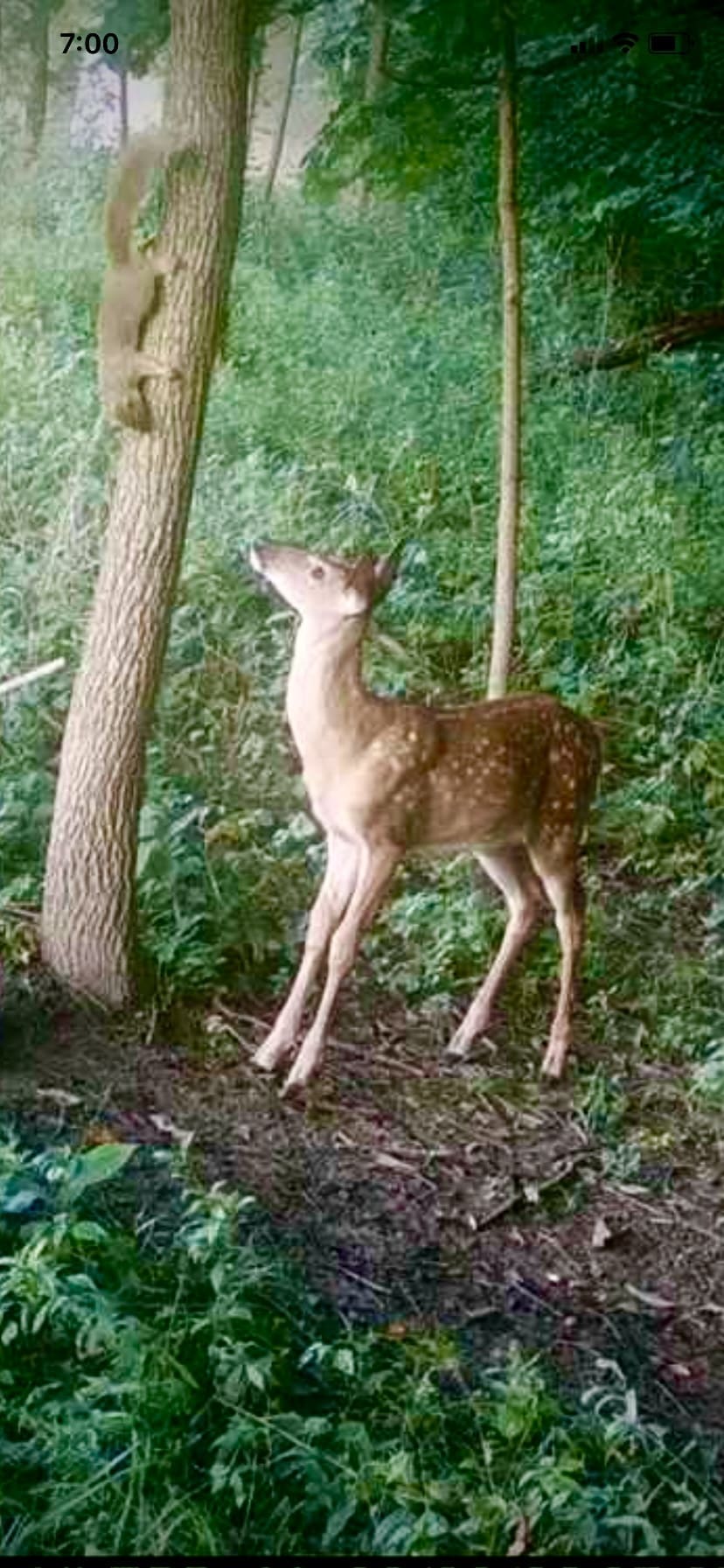 Deer and Squirrel Playing on Trail Camera | Hunting Magazine