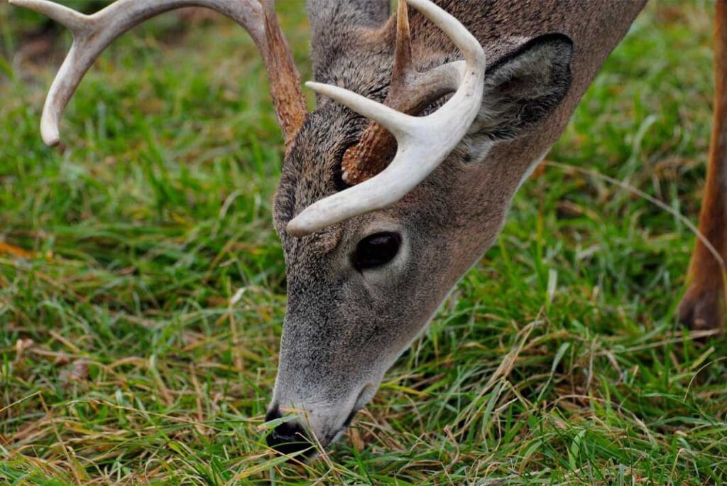 New Deer Baiting and Feeding Bans in Wisconsin Counties to Combat ...