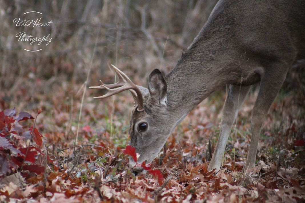 8-Point Whitetail Buck from Wild Heart Photography | Hunting Magazine