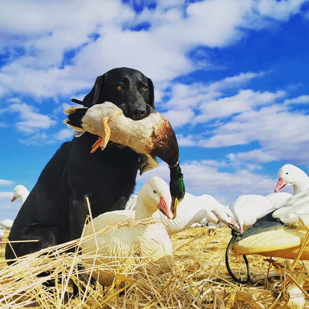 Black Lab Hunting Dog - Waylon with Grand Prize | Hunting Magazine