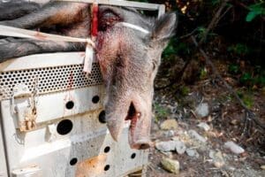 California Pig Hunting: A Guide to the Best Hunting Locations | Hunting ...