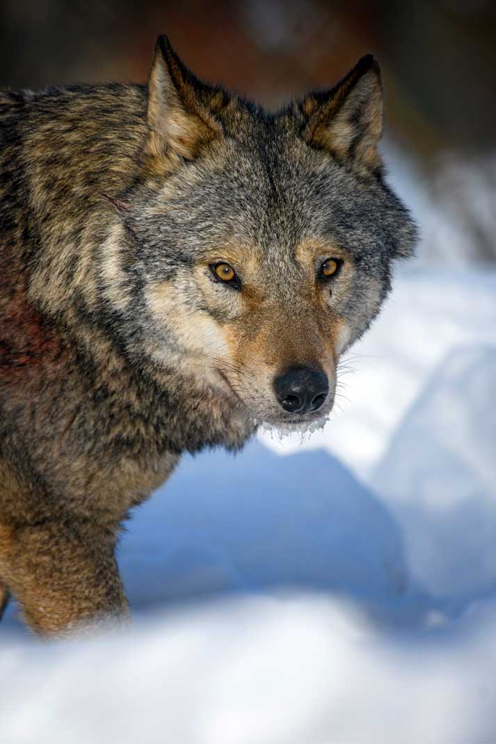 Where is Wolf Hunting Legal? | Hunting Magazine