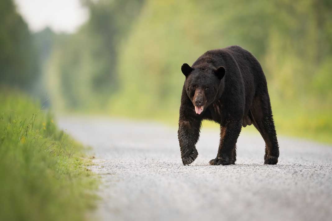 Night of Terror: Teen’s Harrowing Escape from a Bear Attack in Arizona ...