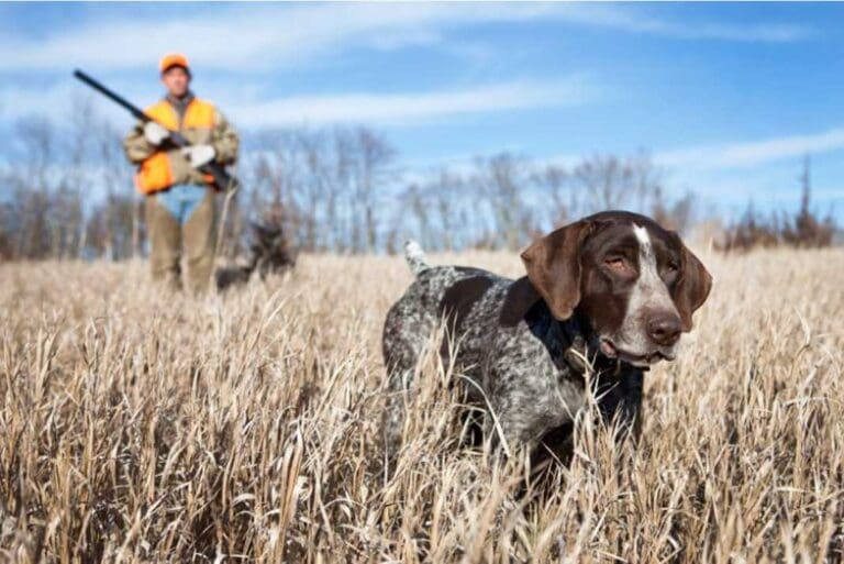 The Ultimate Guide to Bird Hunting: Gear, Techniques, and Tips for ...